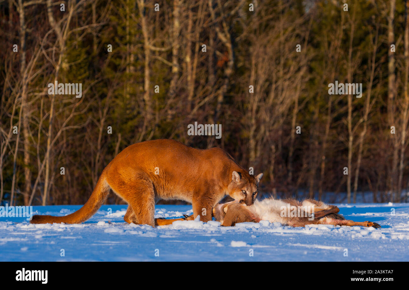 Cougar (Puma concolor), also commonly known as the mountain lion, puma ...