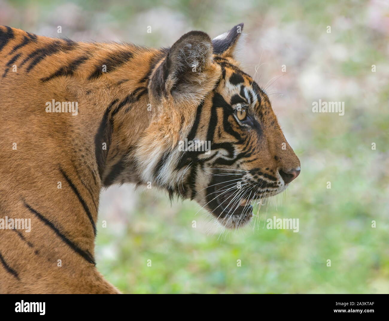 Tiger headshot, Panthera tigris, Ranthambhore, Rajasthan, India Stock ...