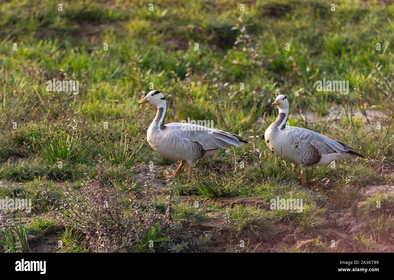 Bar-headed Geese, Anser indicus, Chambal River, Rajasthan, India Stock ...