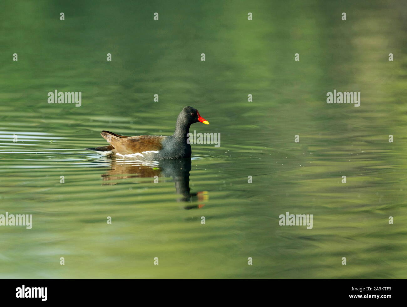 Common Moorhen, Gallinula chloropus, Bharatpur, Rajasthan, India Stock ...