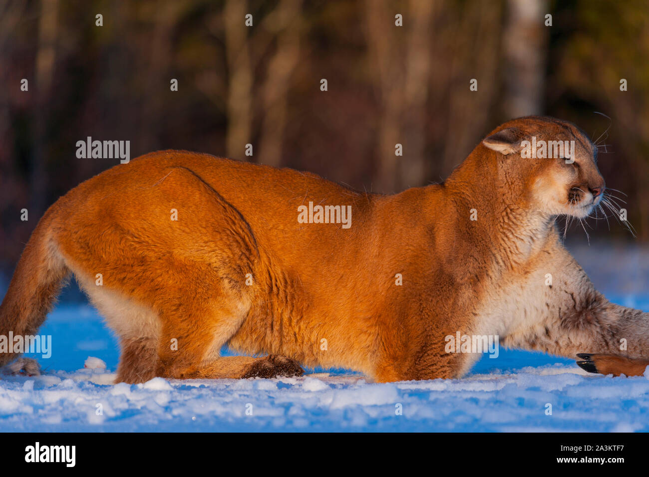 Cougar (Puma concolor), also commonly known as the mountain lion, puma ...