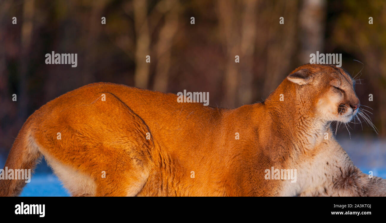 Cougar (Puma concolor), also commonly known as the mountain lion, puma ...