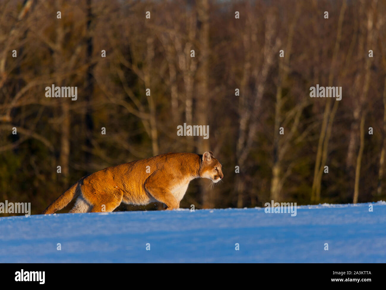 Cougar (Puma concolor), also commonly known as the mountain lion, puma ...