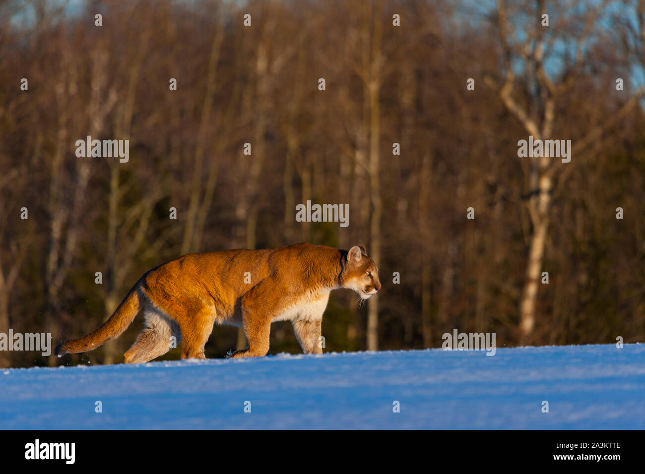 Cougar (Puma concolor), also commonly known as the mountain lion, puma ...