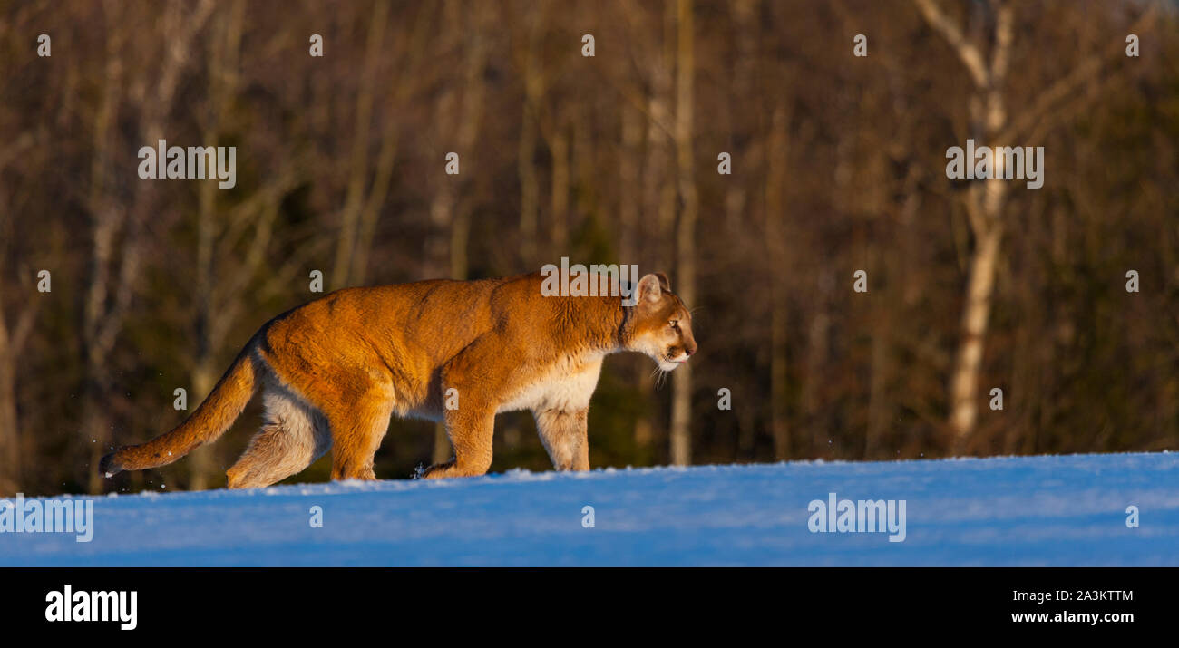 Cougar (Puma concolor), also commonly known as the mountain lion, puma ...