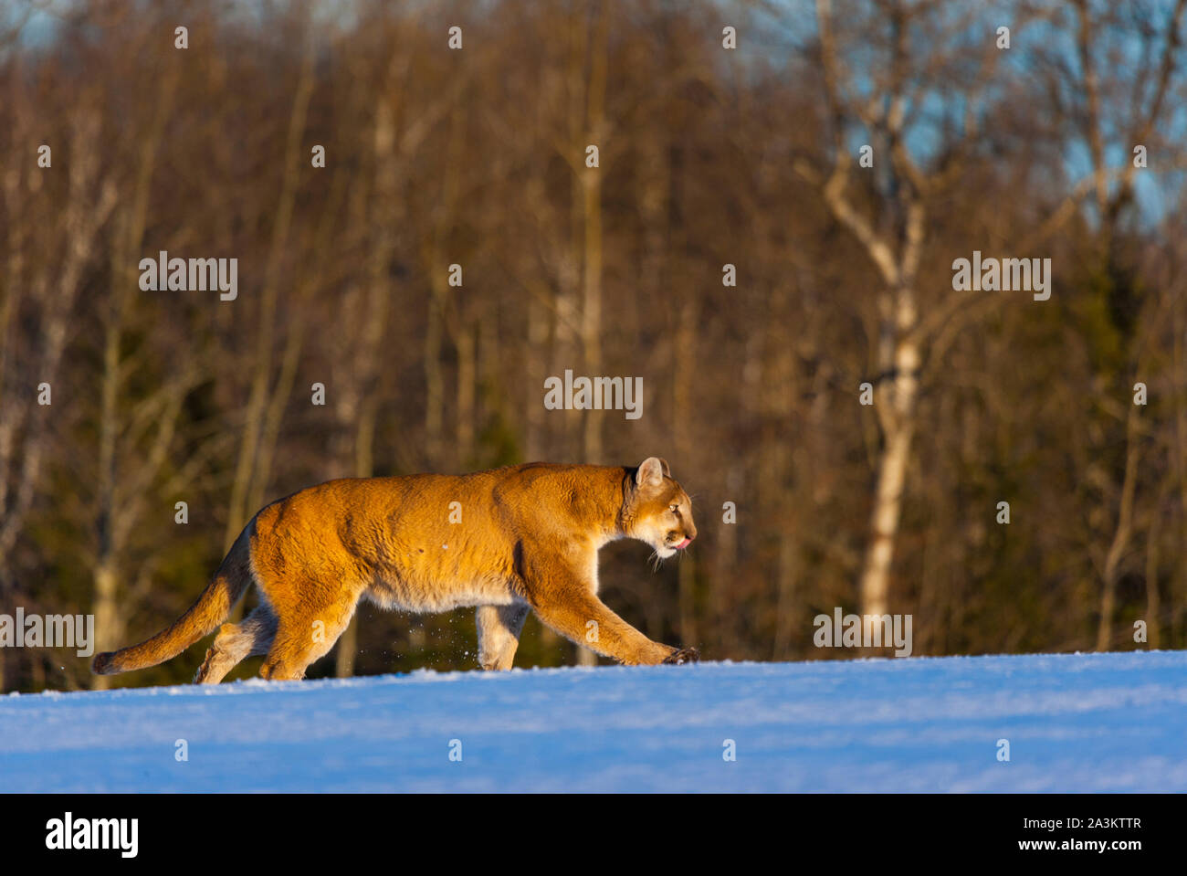 Cougar (Puma concolor), also commonly known as the mountain lion, puma ...