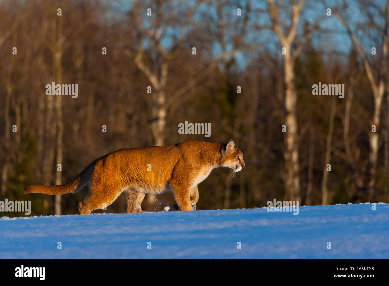 Cougar (Puma concolor), also commonly known as the mountain lion, puma ...
