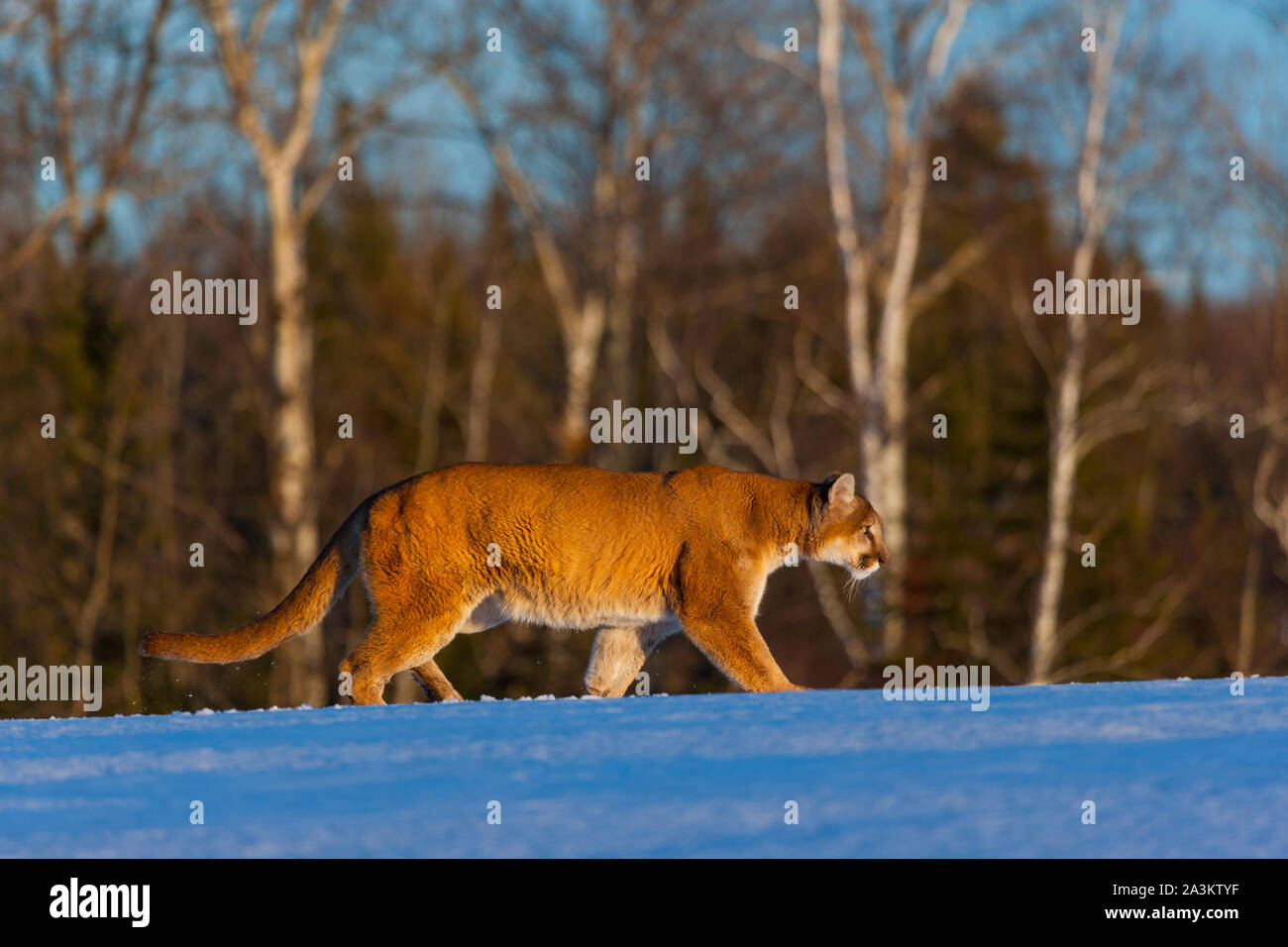 Cougar (Puma concolor), also commonly known as the mountain lion, puma ...
