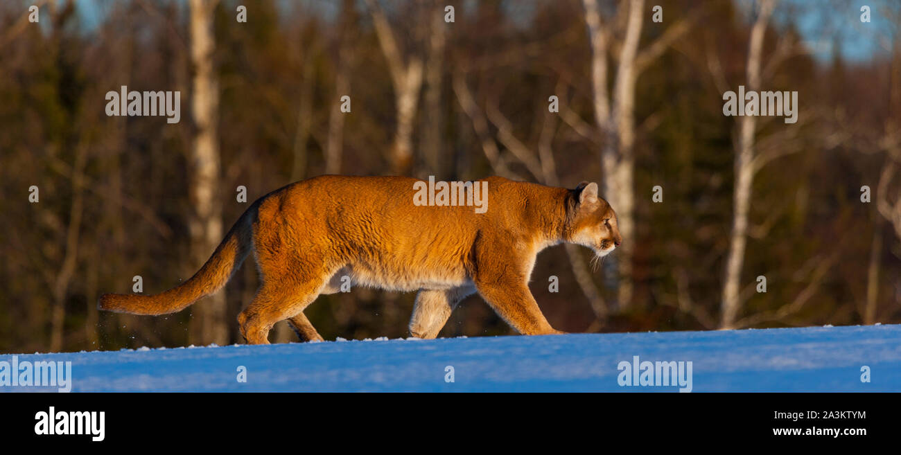 Cougar (Puma concolor), also commonly known as the mountain lion, puma ...