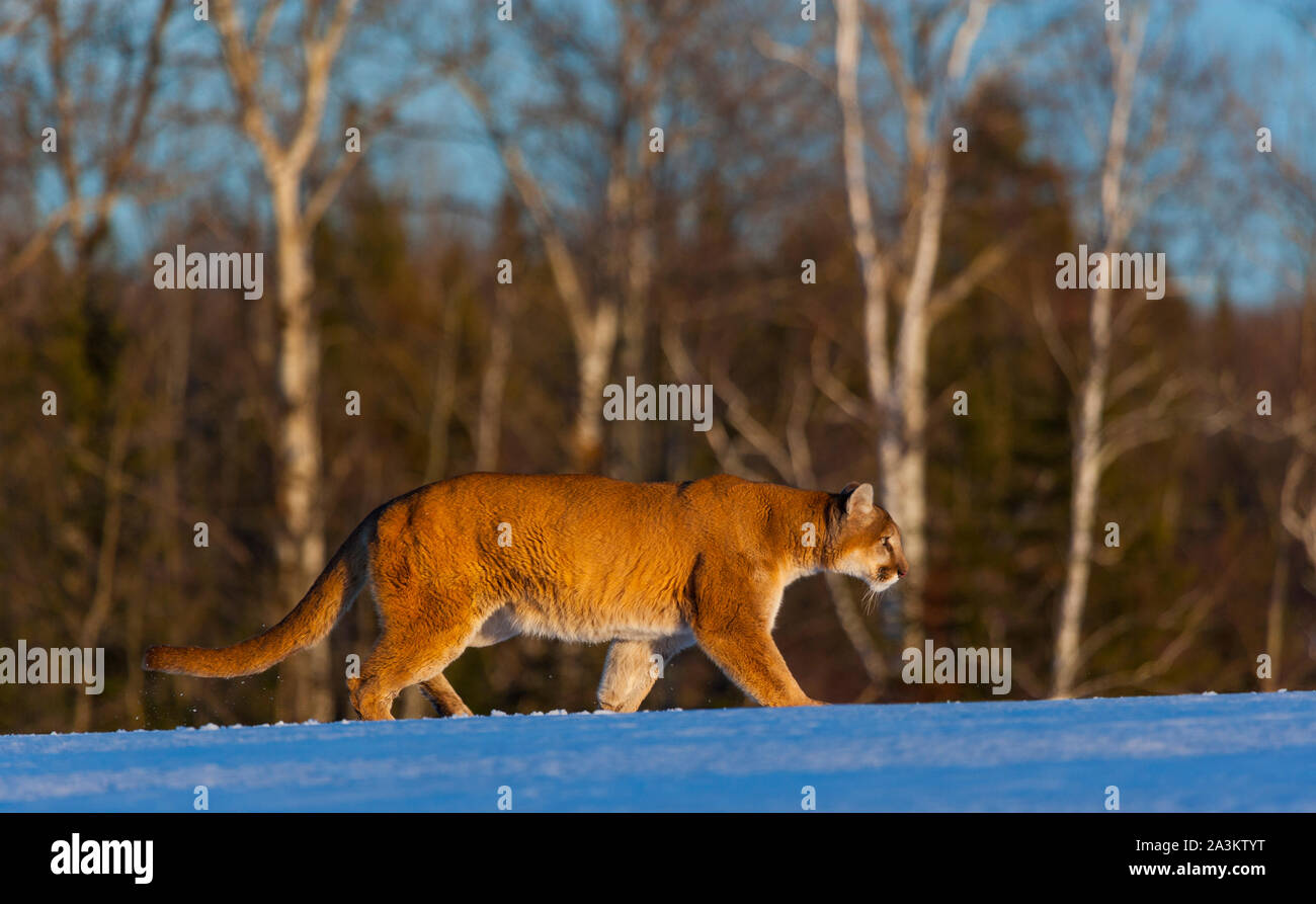 Cougar (Puma concolor), also commonly known as the mountain lion, puma ...