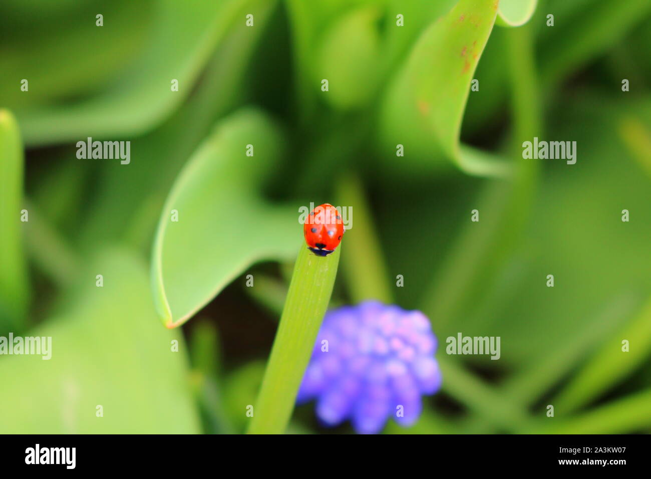 Ladybug grass hi-res stock photography and images - Alamy