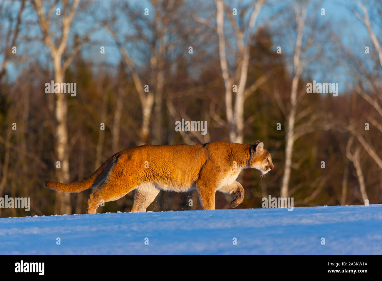 Cougar (Puma concolor), also commonly known as the mountain lion, puma ...
