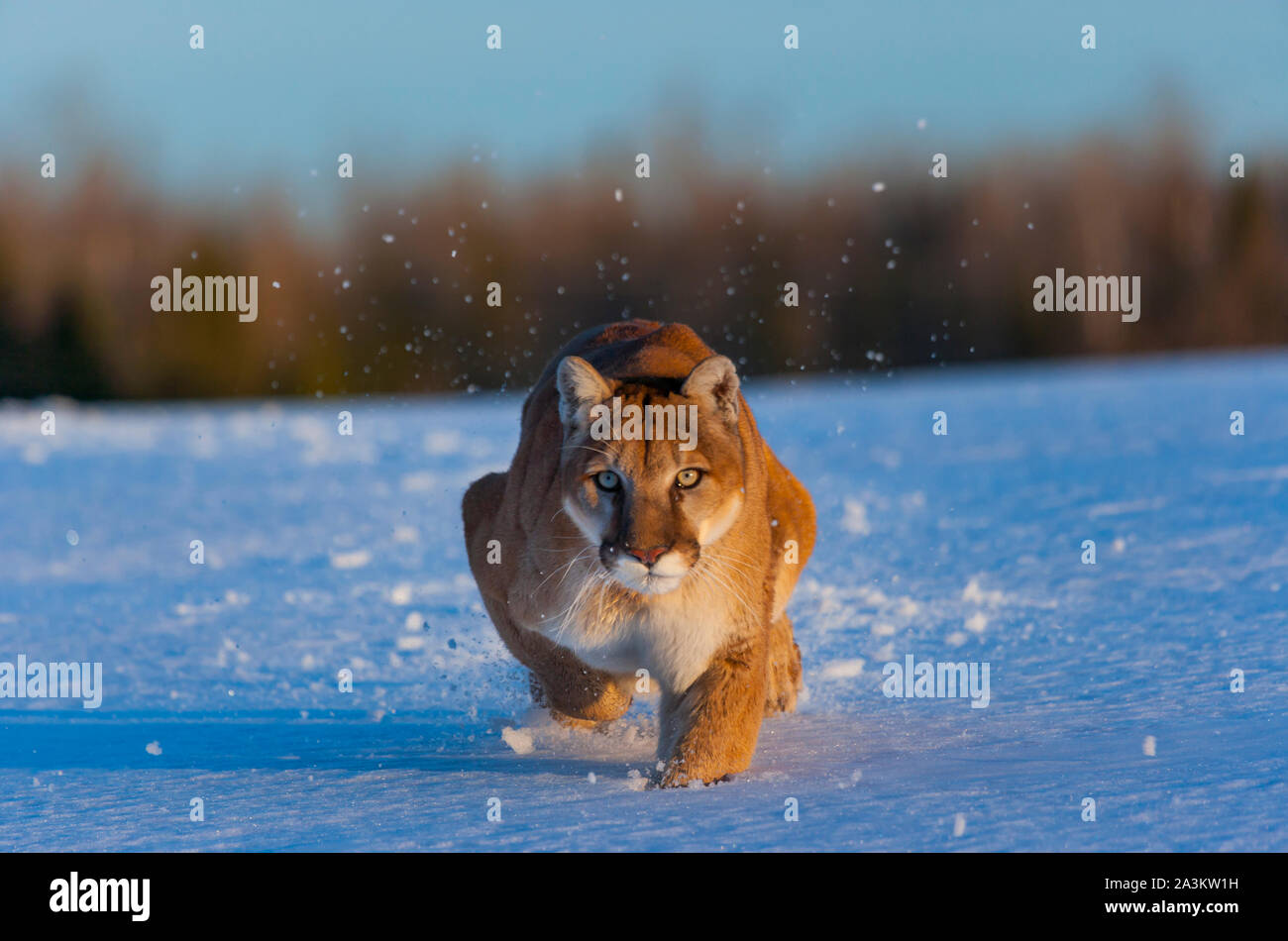 Cougar (Puma concolor), also commonly known as the mountain lion, puma ...