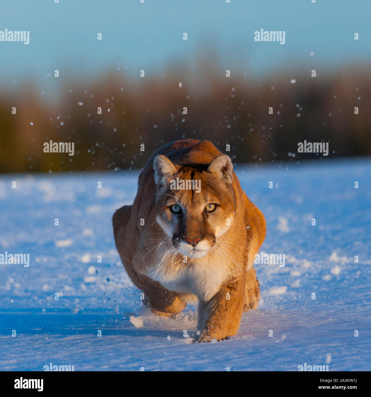 Cougar (Puma concolor), also commonly known as the mountain lion, puma ...