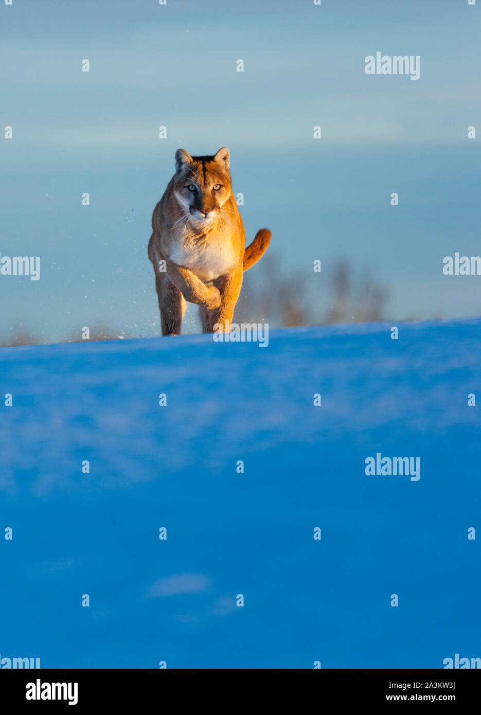Cougar (Puma concolor), also commonly known as the mountain lion, puma ...