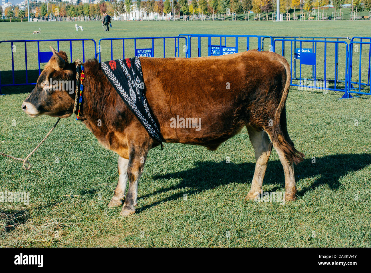 Brown bull with traditional Turkish fabric on it on green grass in ...