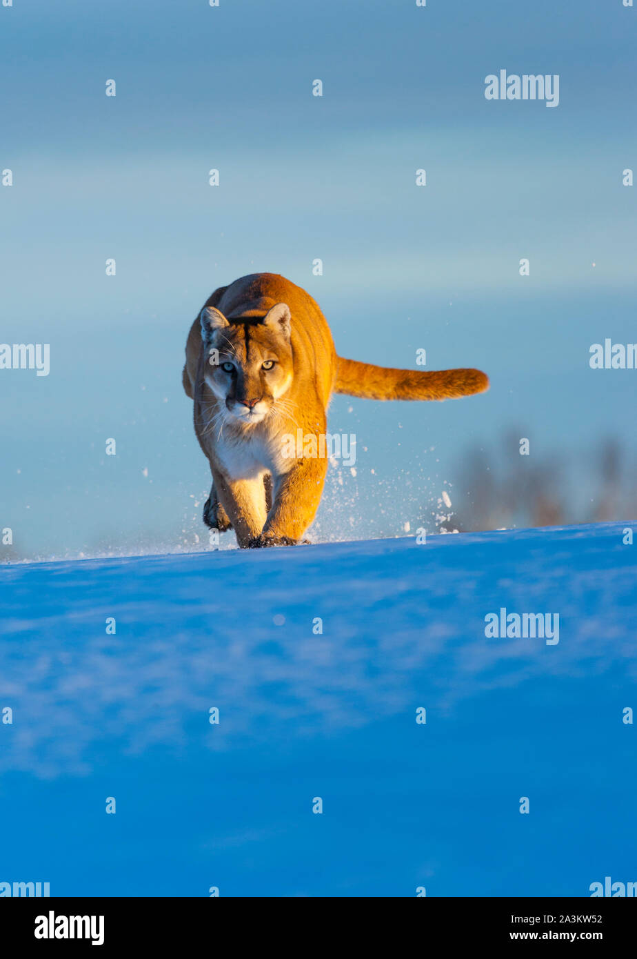 Cougar (Puma concolor), also commonly known as the mountain lion, puma ...