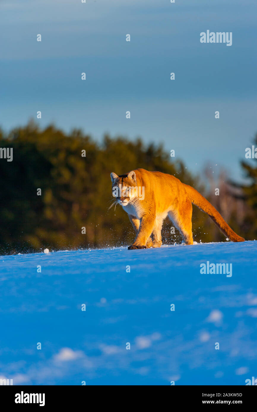 Cougar (Puma concolor), also commonly known as the mountain lion, puma ...