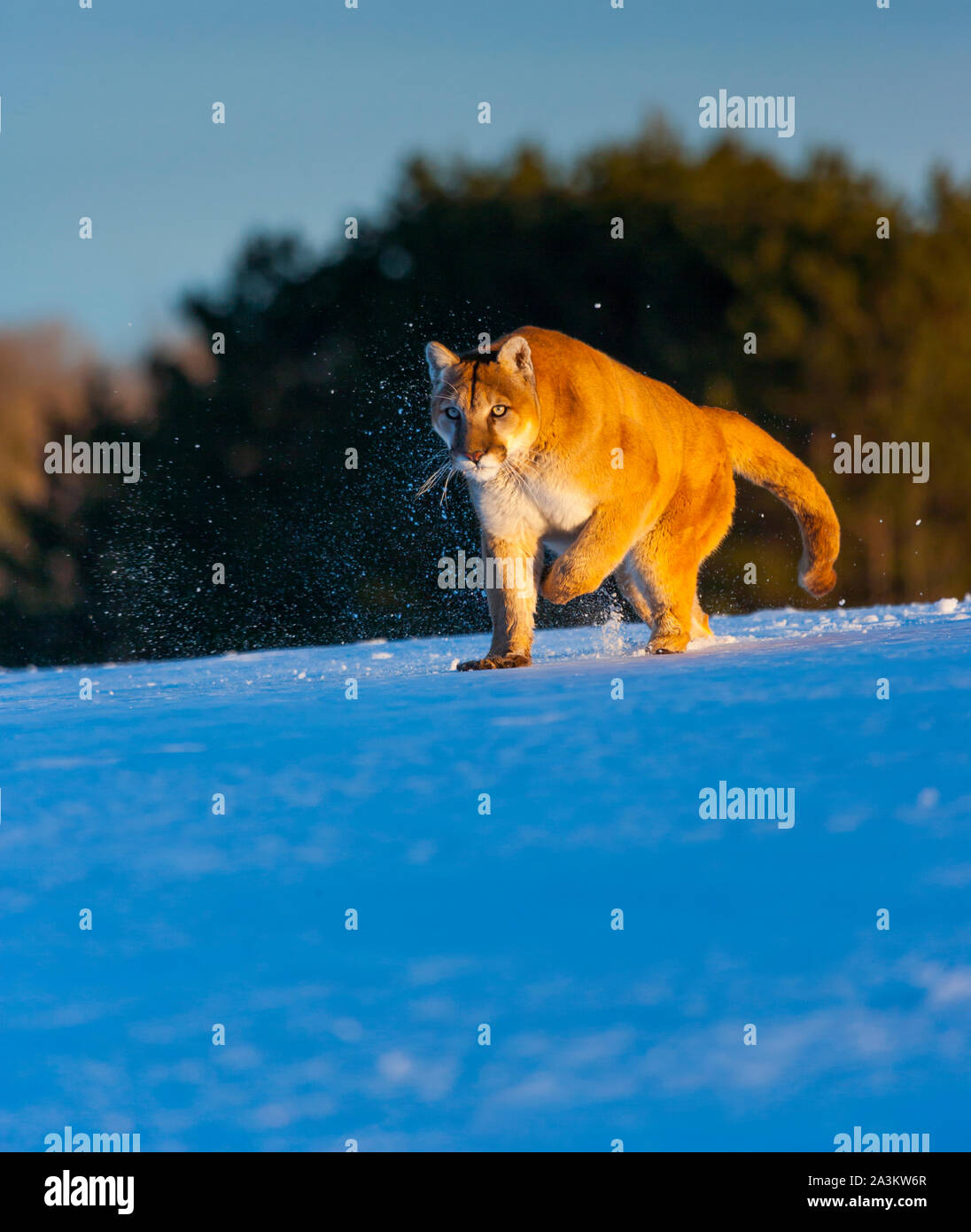 Cougar (Puma concolor), also commonly known as the mountain lion, puma ...