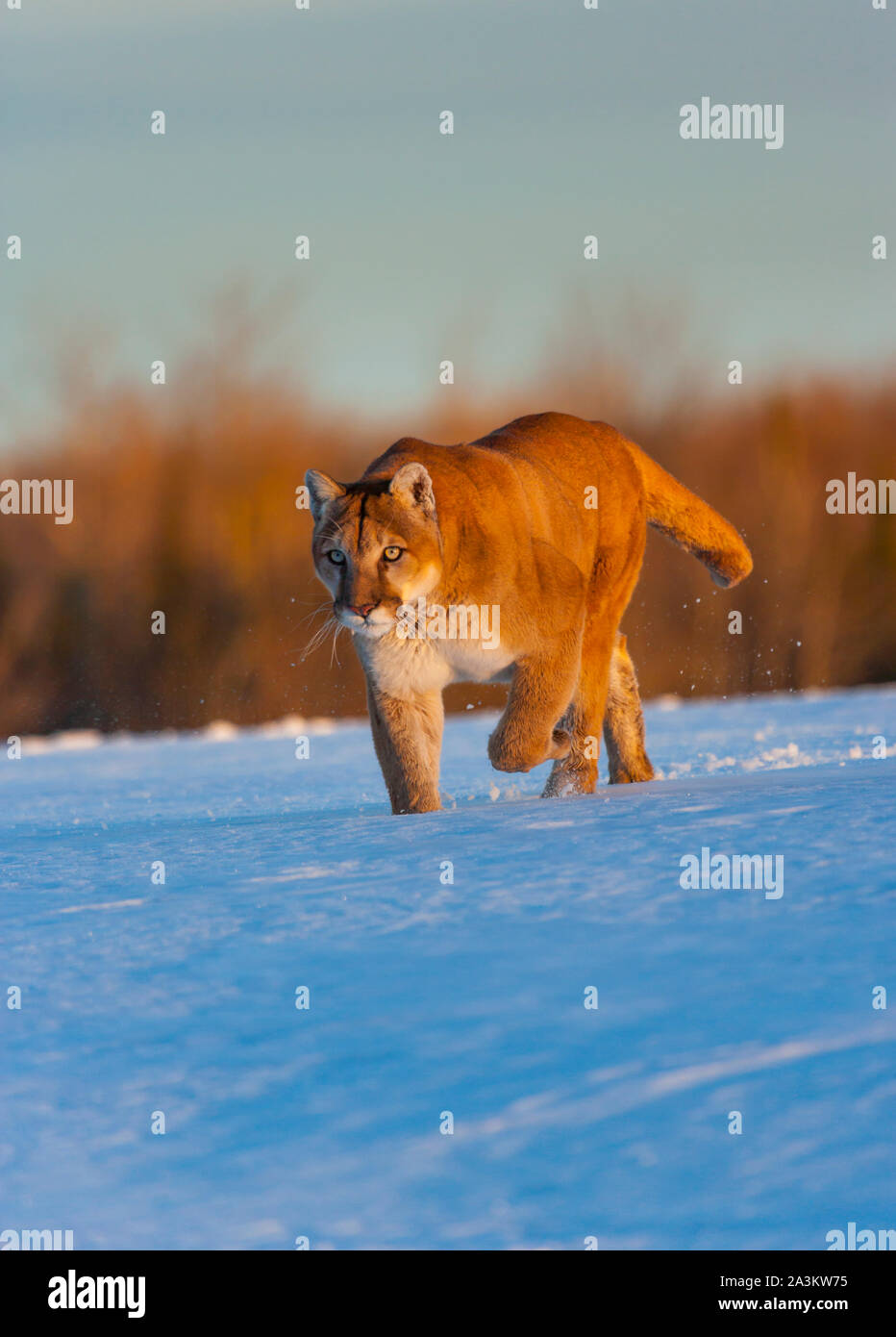 Cougar (Puma concolor), also commonly known as the mountain lion, puma ...