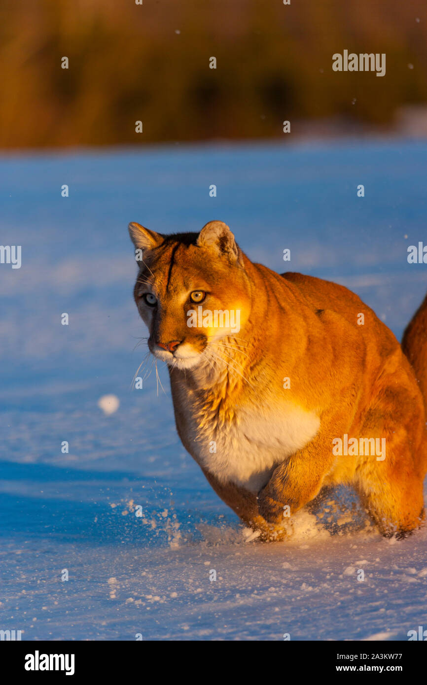 Cougar (Puma concolor), also commonly known as the mountain lion, puma ...