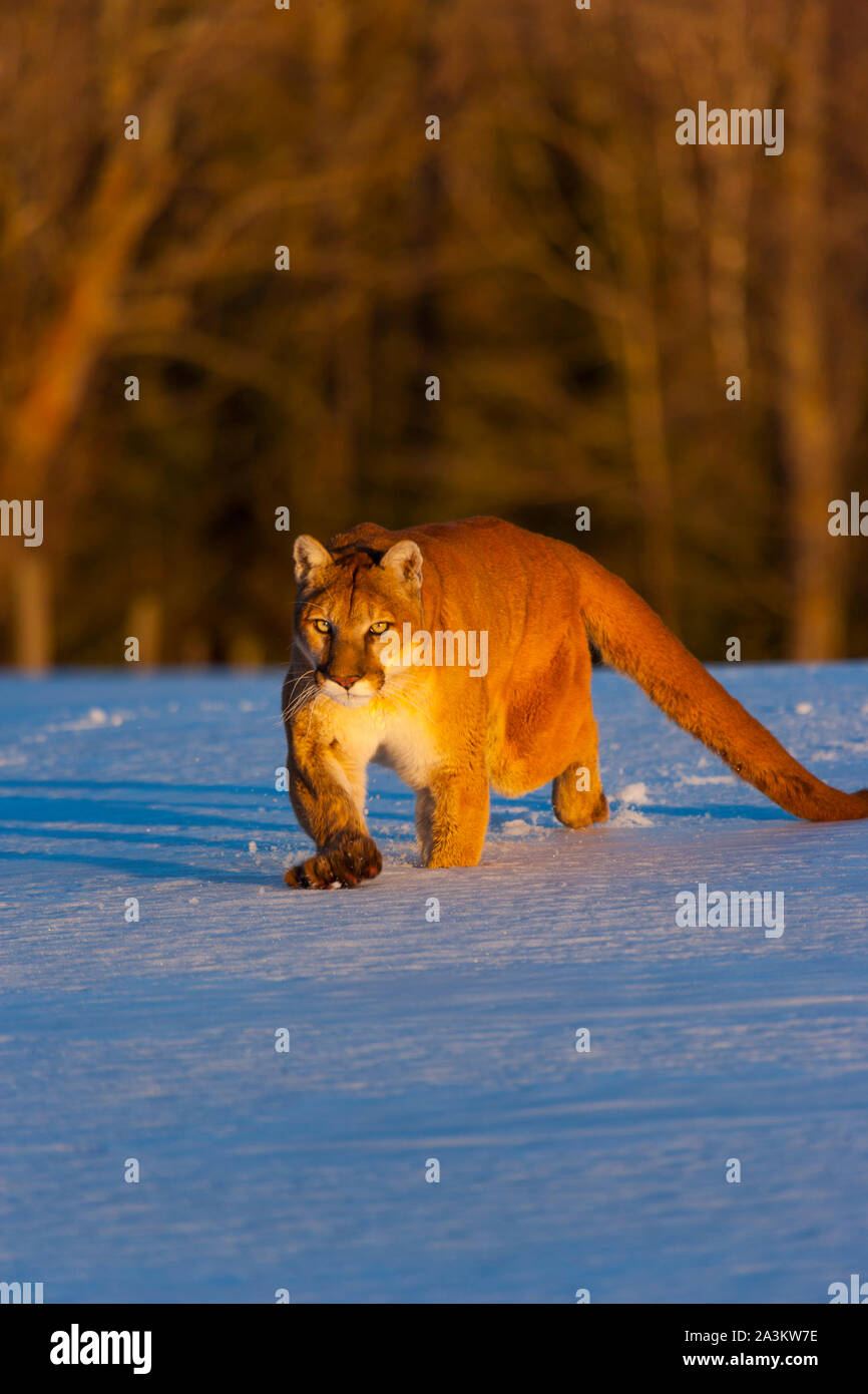 Cougar (Puma concolor), also commonly known as the mountain lion, puma ...