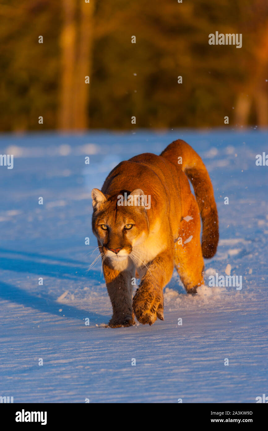 Cougar (Puma concolor), also commonly known as the mountain lion, puma ...