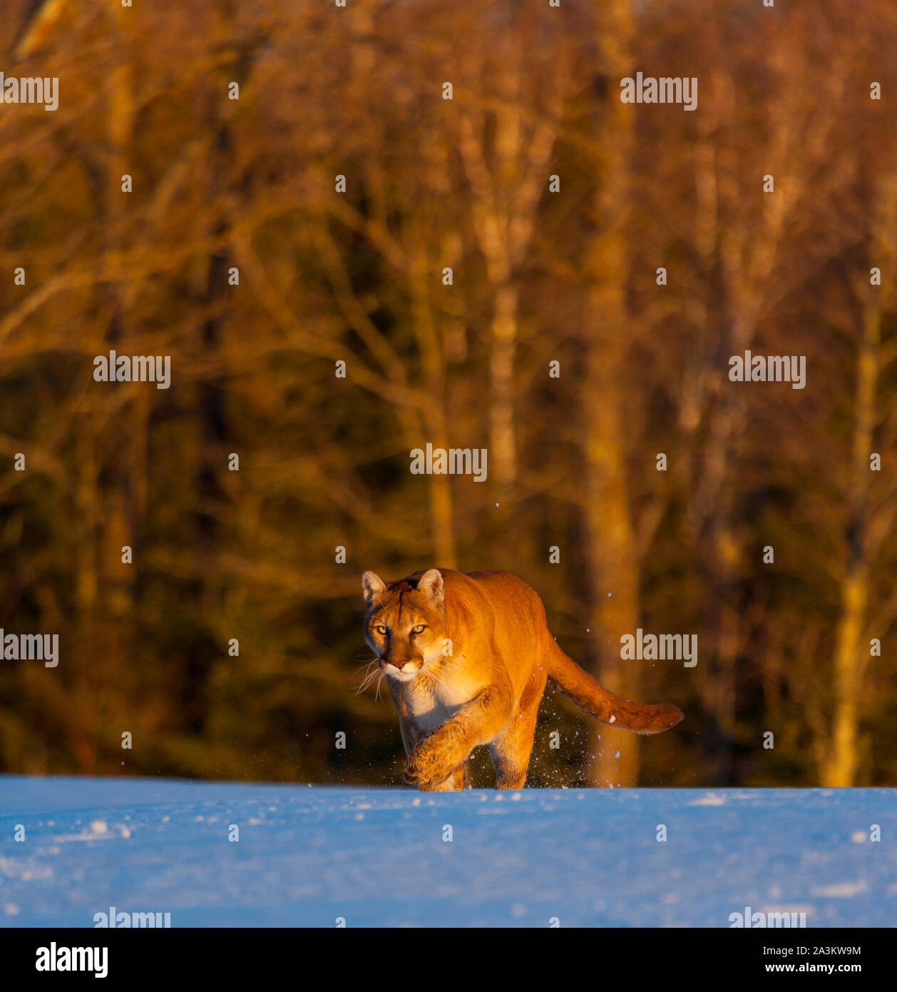 Cougar (Puma concolor), also commonly known as the mountain lion, puma ...