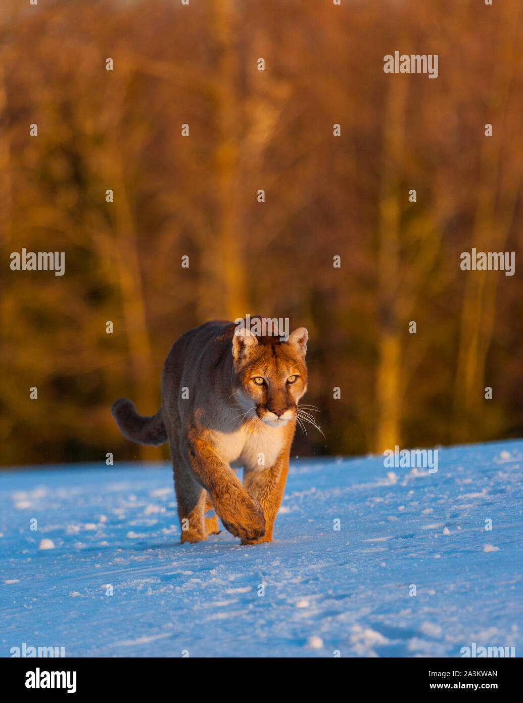 Cougar (Puma concolor), also commonly known as the mountain lion, puma ...