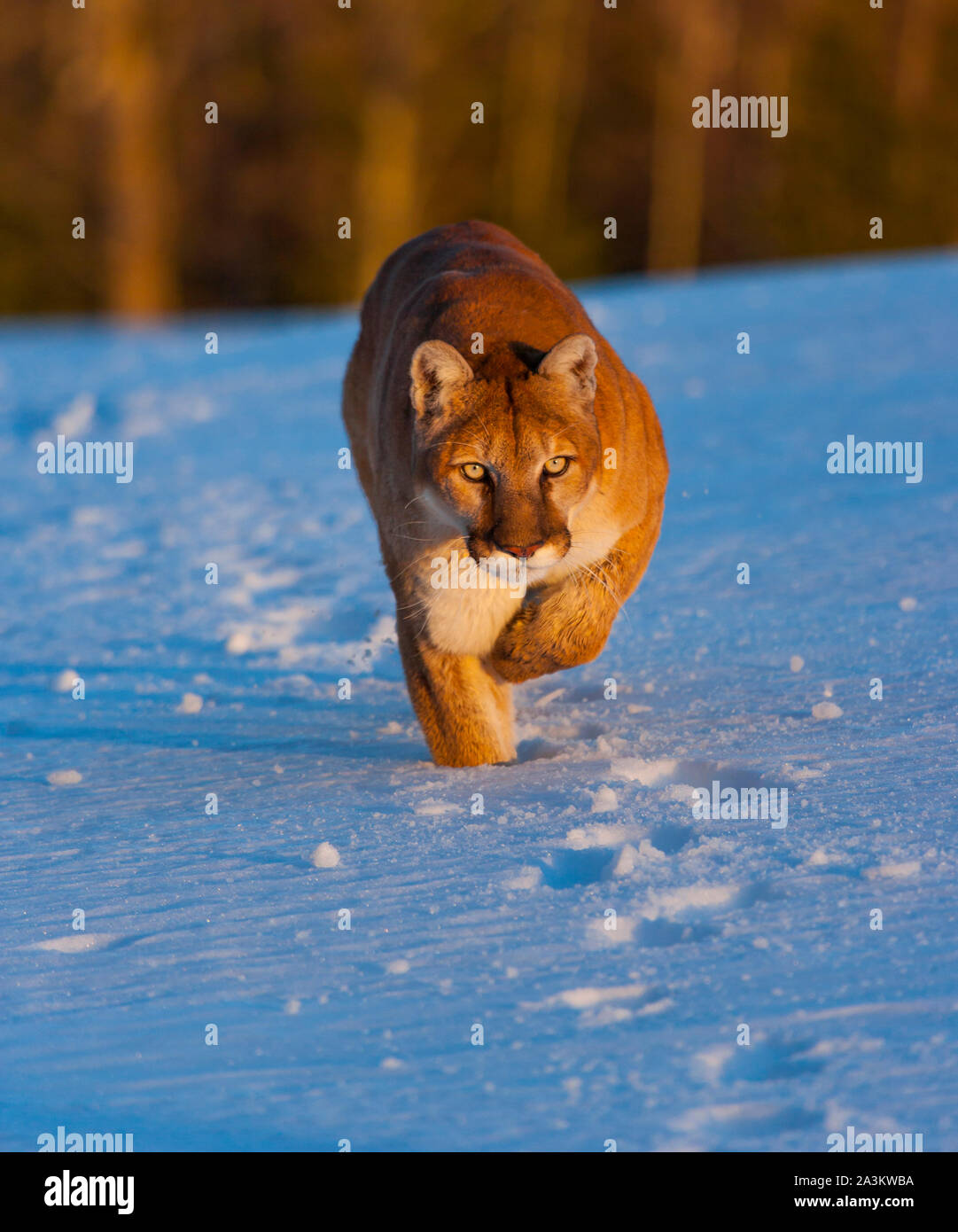 Cougar (Puma concolor), also commonly known as the mountain lion, puma ...