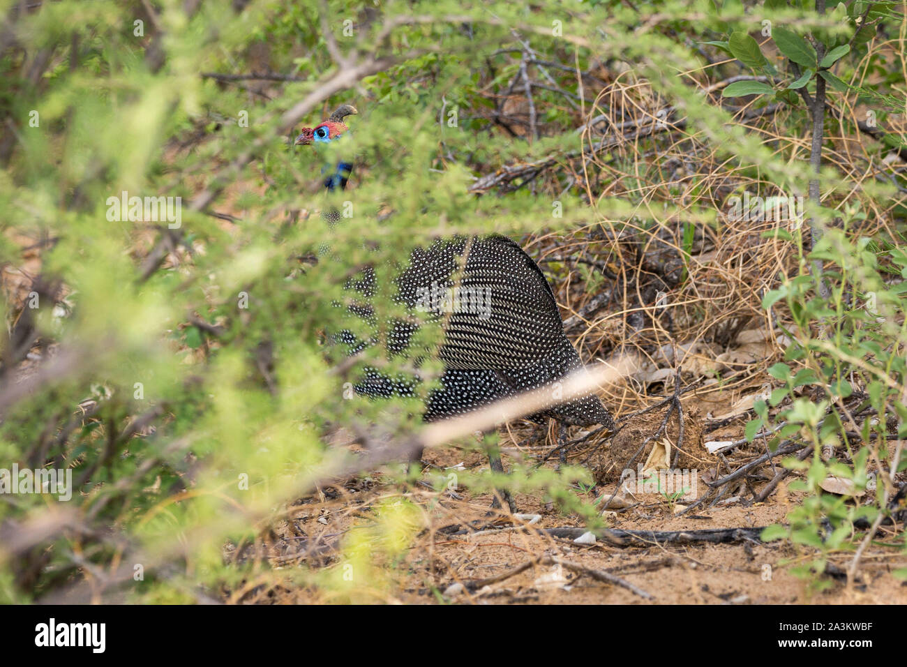 Bush Fowl High Resolution Stock Photography and Images - Alamy