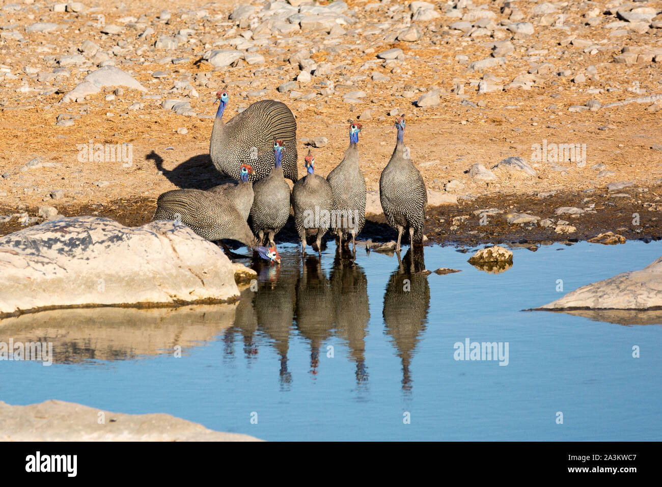 A group of helmeted guineafowl birds at a waterhole, Namibia, Africa ...