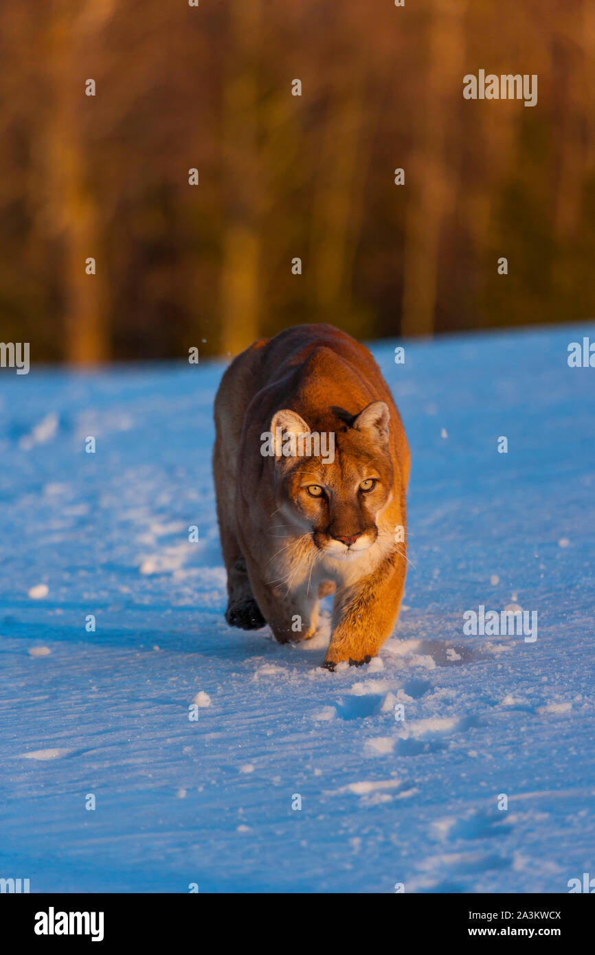 Cougar (Puma concolor), also commonly known as the mountain lion, puma ...