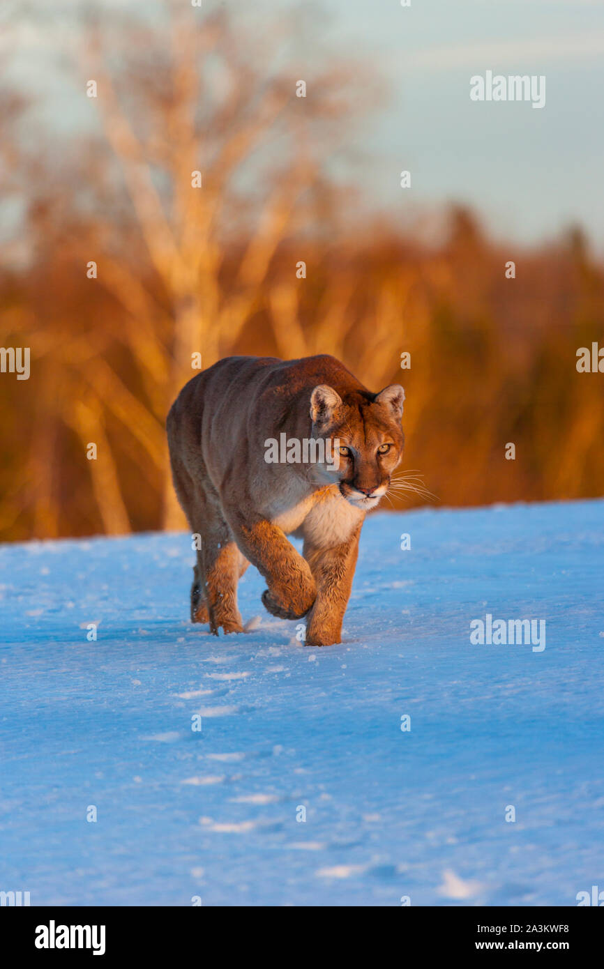Cougar (Puma concolor), also commonly known as the mountain lion, puma ...