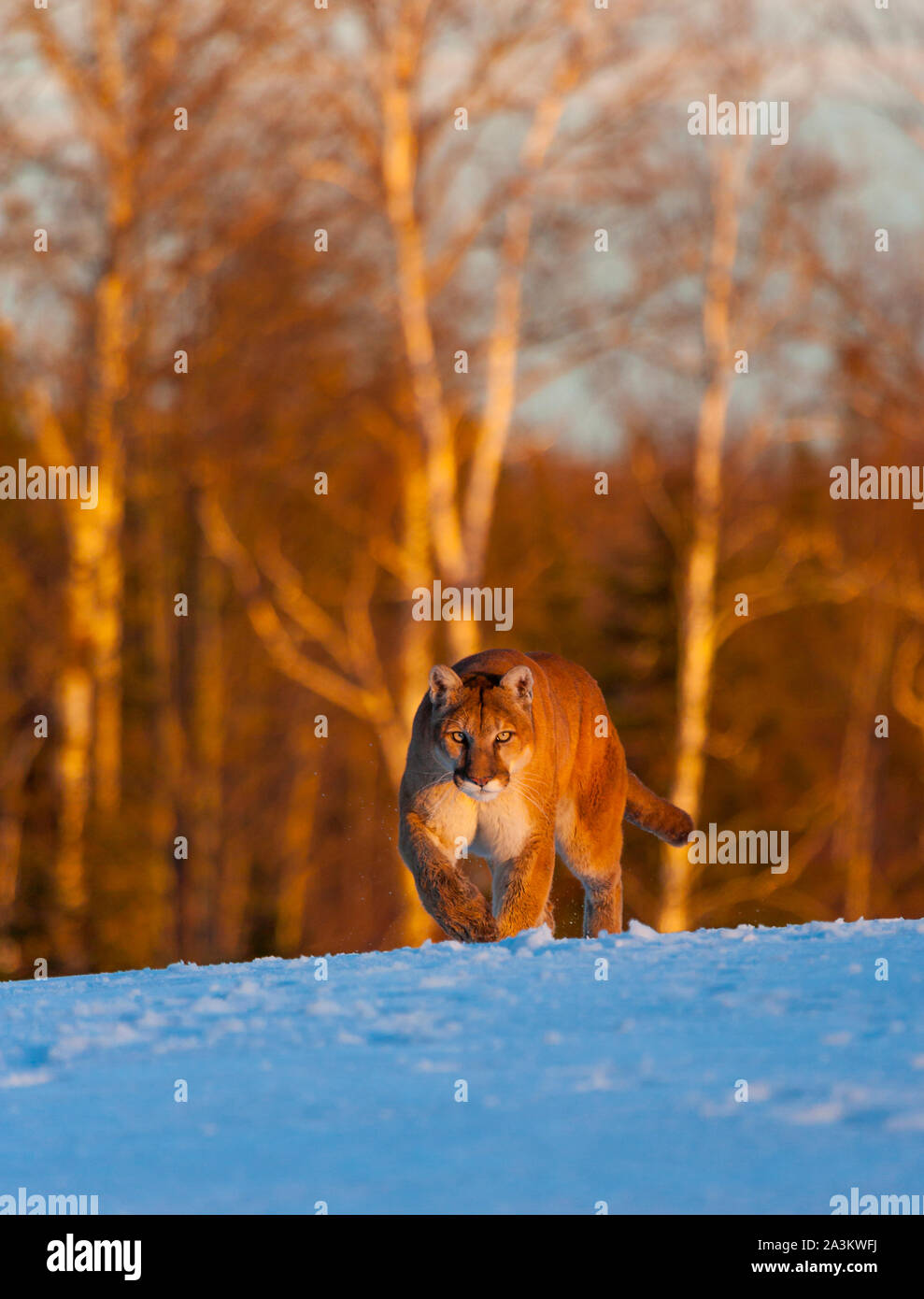 Cougar (Puma concolor), also commonly known as the mountain lion, puma ...