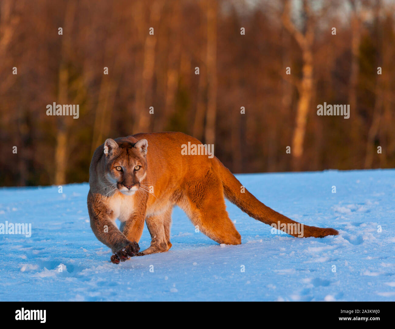 Cougar (Puma concolor), also commonly known as the mountain lion, puma ...