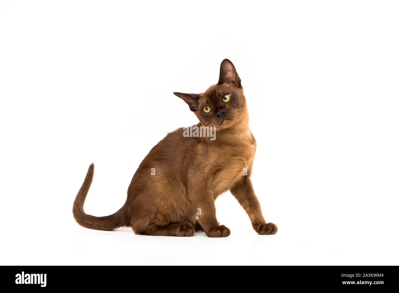 Chocolate burmese cat hi-res stock photography and images - Alamy