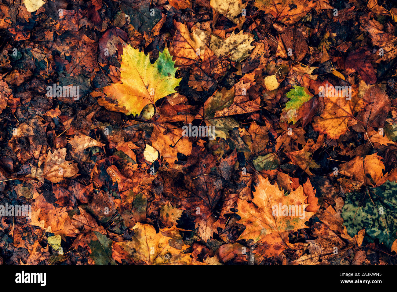 Wet ground texture hi-res stock photography and images - Alamy