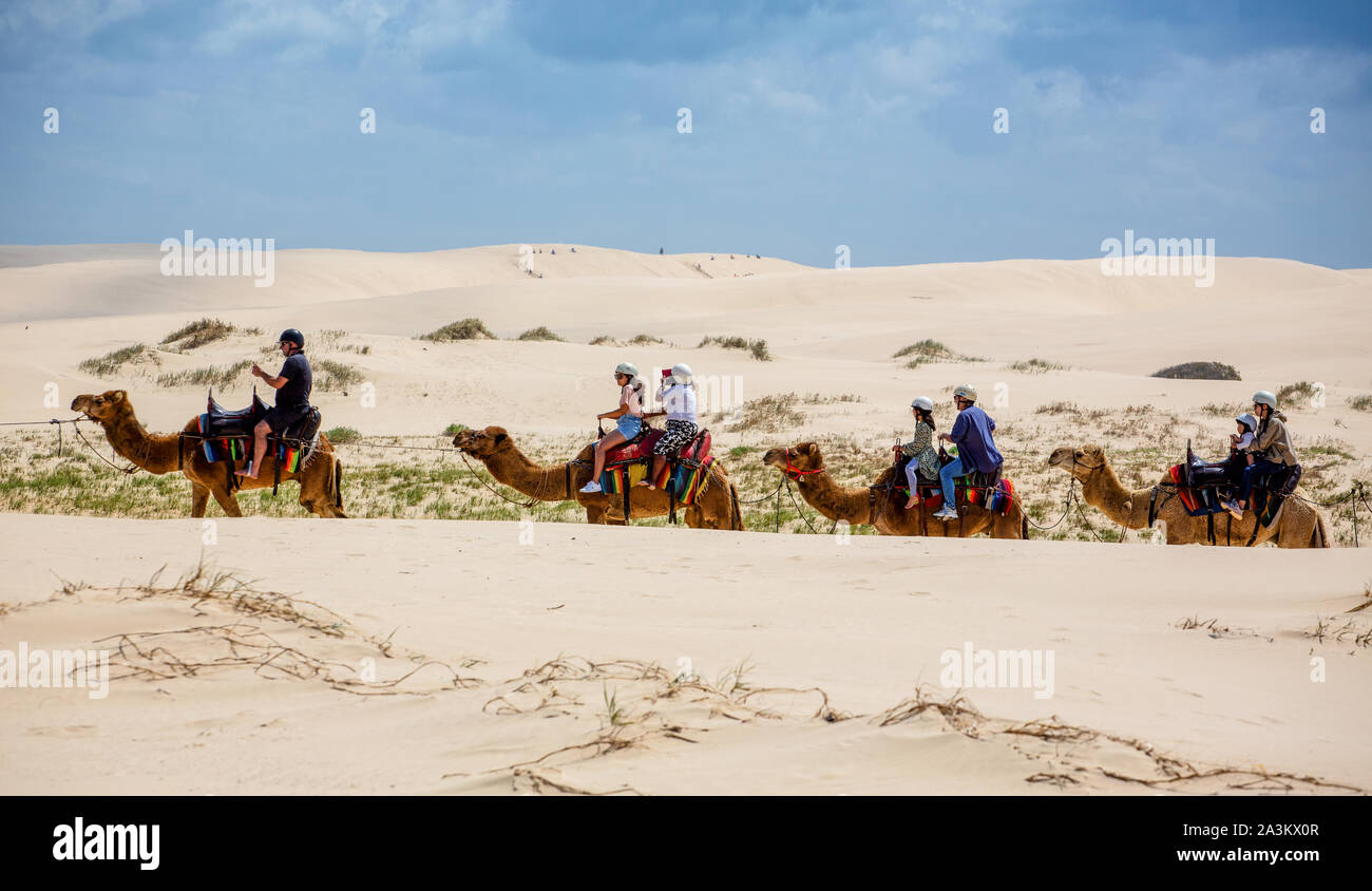 Camel camels train caravan animal hi-res stock photography and images - Alamy