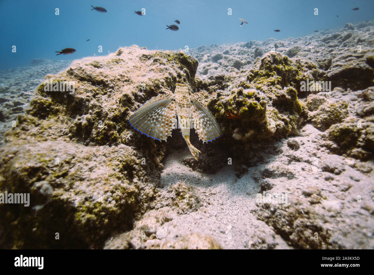 Sea life. The Butterfly of the Sea. The Red Gurnard (Chelidonichthys ...