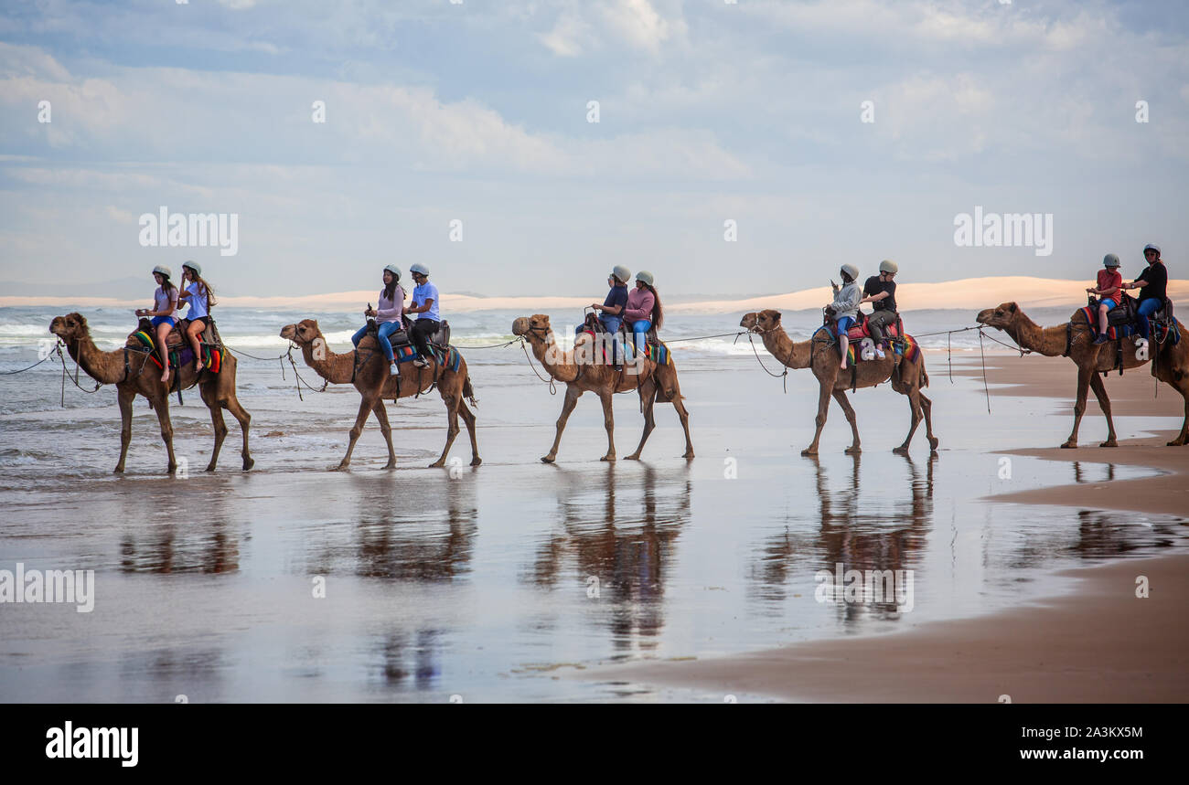 Line of camels walking though the sea with tourists at Birubi Beach ...
