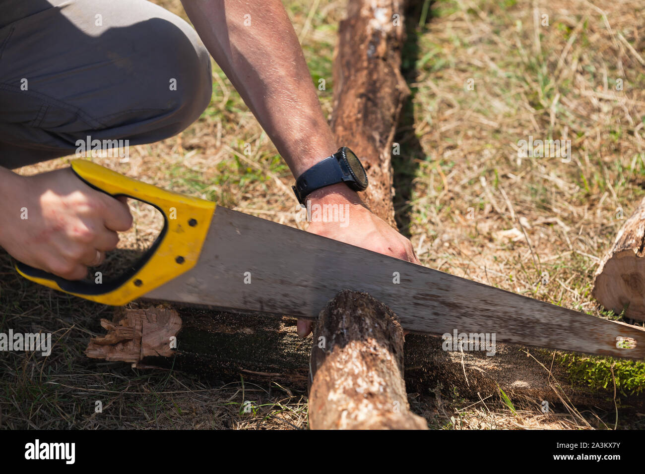 A man saws a tree with a hand saw, close up photo with soft selective ...