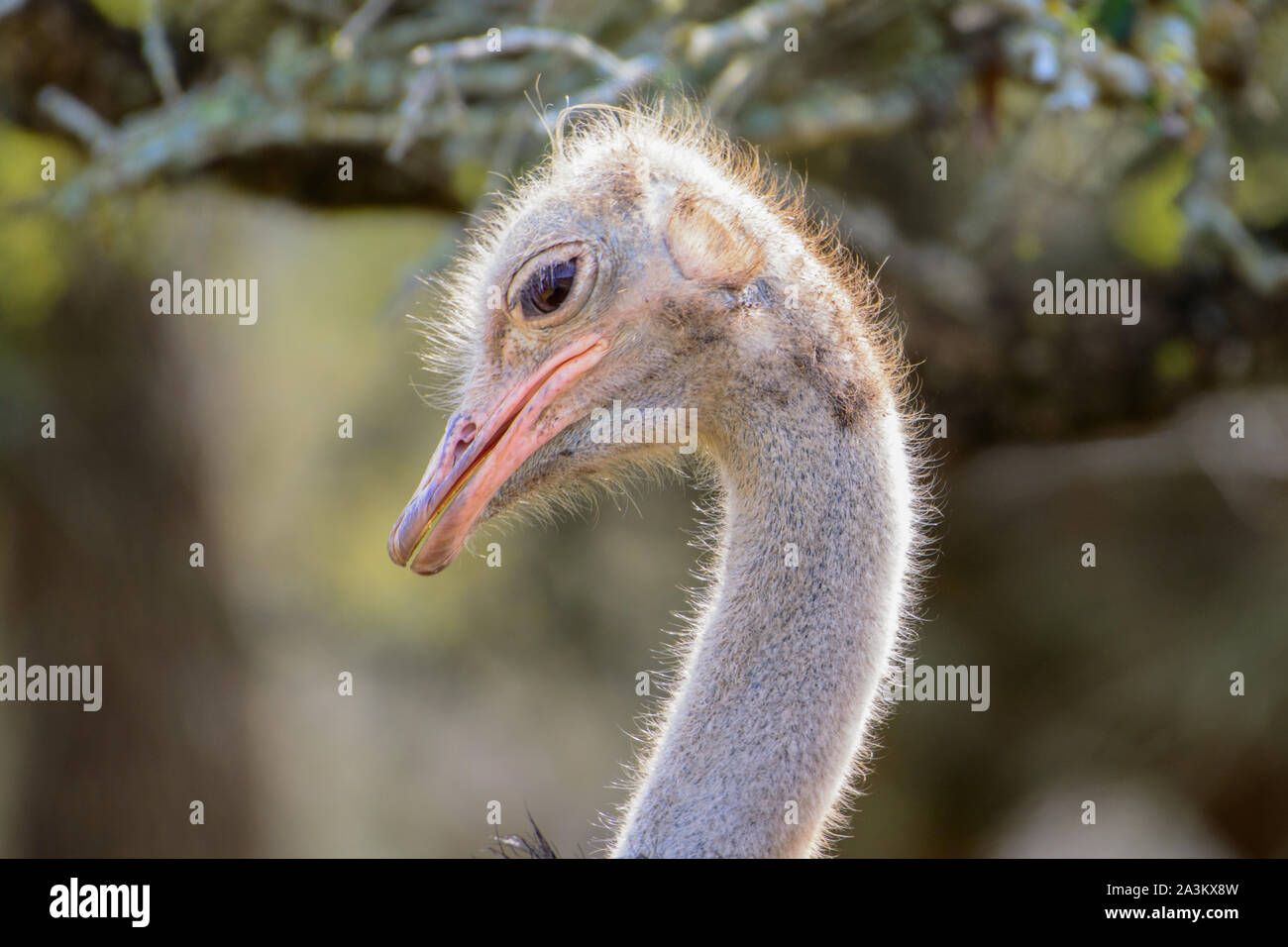 common ostrich (Struthio camelus) with curious look, staring at camera ...
