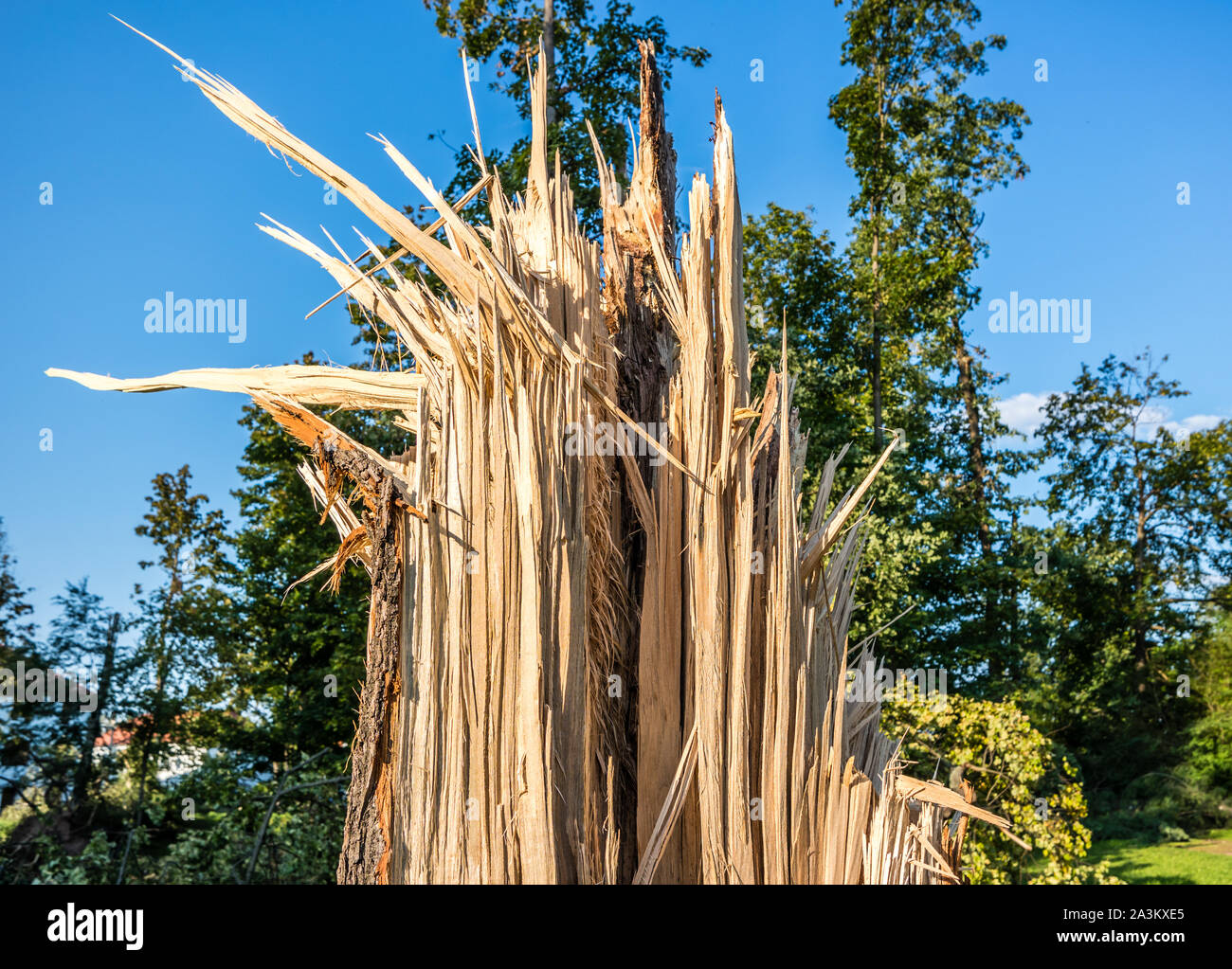 broken tree after a storm Stock Photo - Alamy