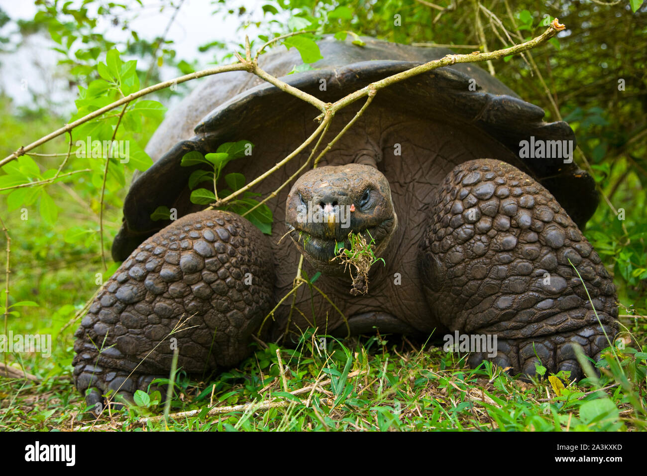Tortuga gigante (Geochelone nigra), Reserva Natural El Chato, Finca ...