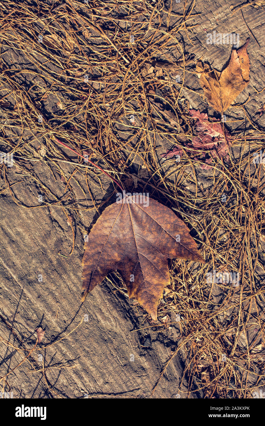 Dry tree leaf as an Autumn background Stock Photo - Alamy