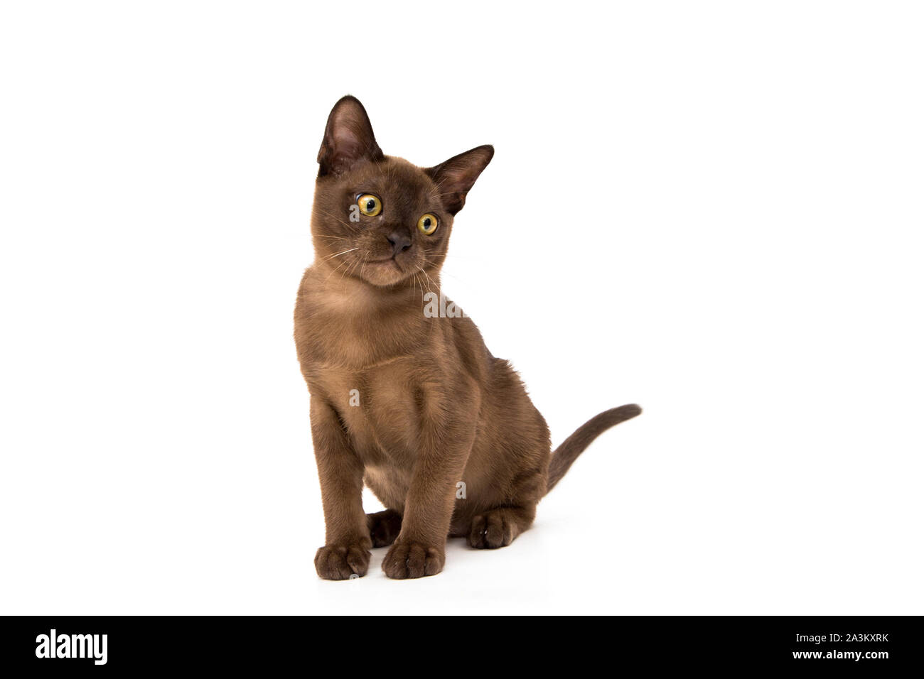 Burmese cat. Cute playful chocolate-colored kitten. On white background ...