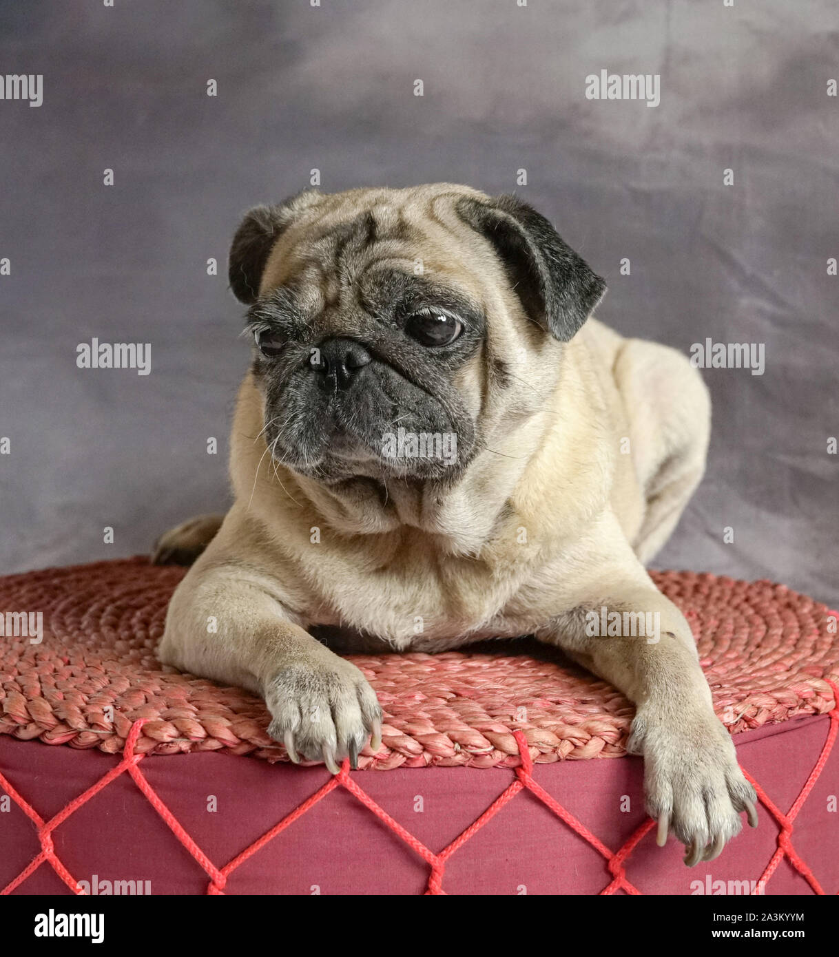 Portrait of a cute pug dog with a sad expression. Sick concept Stock ...