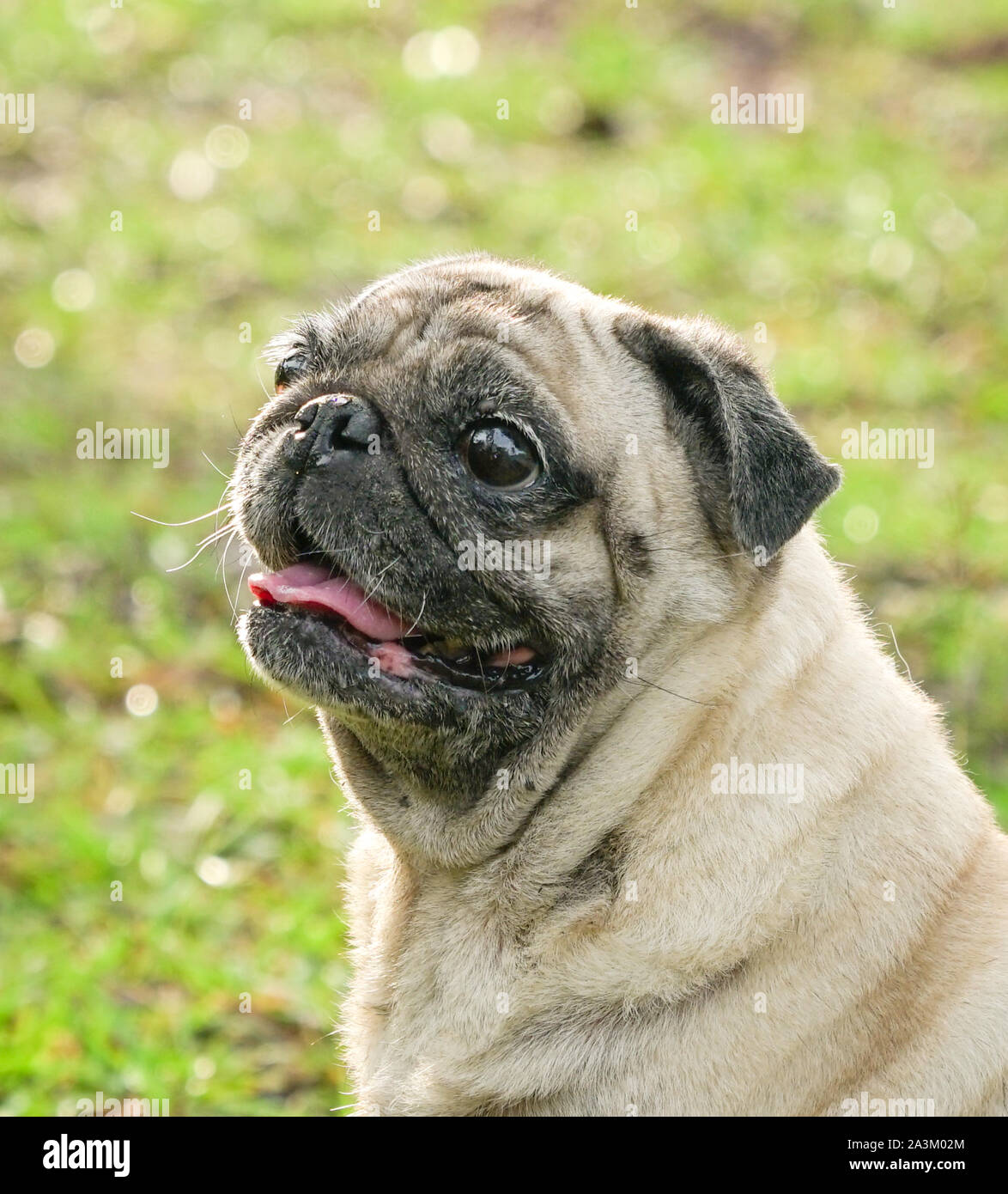 Portrait of cute smiling pug dog in the garden Stock Photo - Alamy