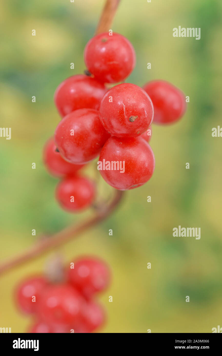 Poisonous berries of Black Bryony / Tamus Communis syn. Dioscorea ...